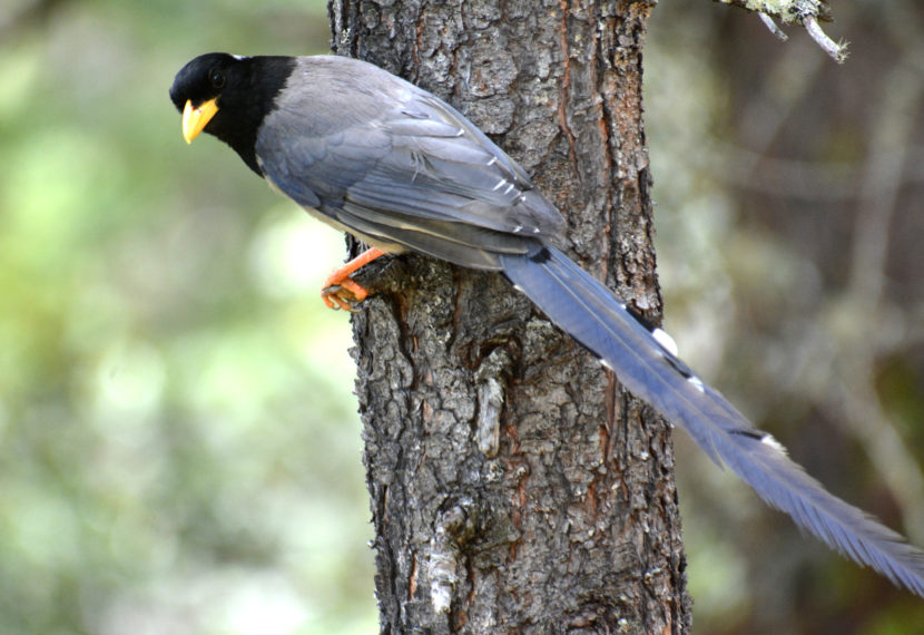 Five birds to look out for on Western Himalayan Trails - AntHill Adventures